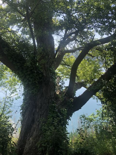 Rome: Forest Bathing Experience - A Natural Break in the Heart of Lazio: What the Tour Offers