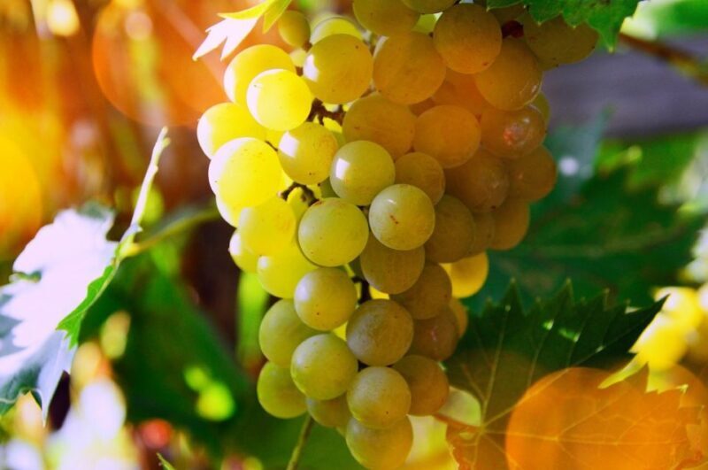 Rome: Private Castelli Romani Wine Tasting Tour - FAQ
