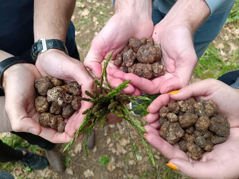 ROME: Truffle Hunting and Lunch with Truffle Dishes - The Experience in Detail