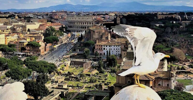 Rome: Vatican, Colosseum & Main Squares Tour w/ Lunch & Car - Final Thoughts