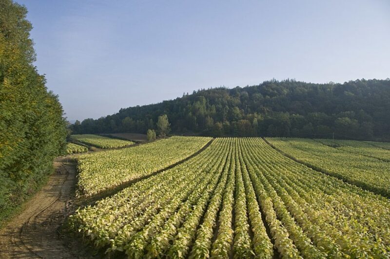 Rome: Wine Tasting and Pizza Making Class at a Vineyard - The Pizza-Making Experience