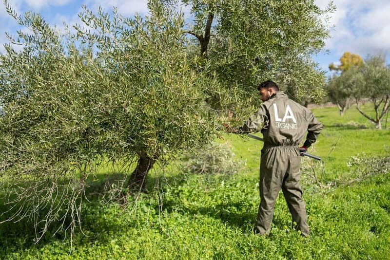 Ronda: LA Almazara LA Organic, Olive Oil Museum and Tasting - A Closer Look at Rondas Olive Oil Experience