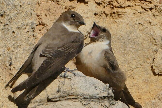 Ronda Nature and Scenic Private Hiking Tour - An In-Depth Look at the Ronda Nature and Scenic Private Hiking Tour