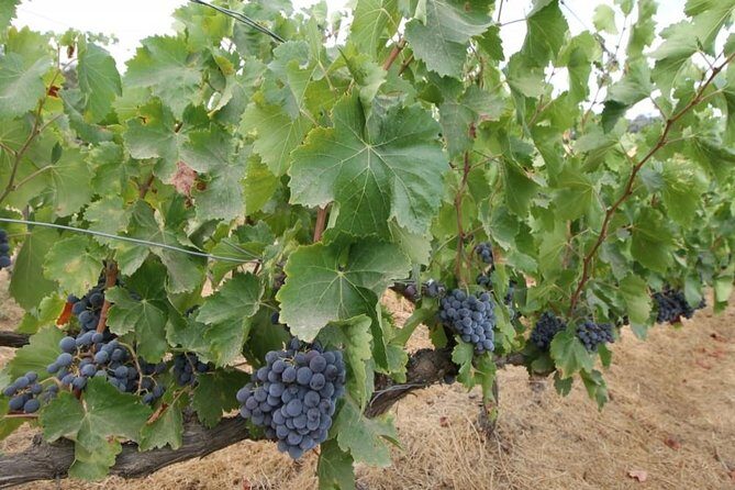 Ronda Private Wine Tour and Tapas from Marbella - Frequently Asked Questions