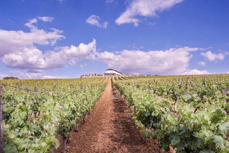 Ronda: Winery Tour with Wine Tasting and Tapas - Discovering Ronda’s Wine Charm