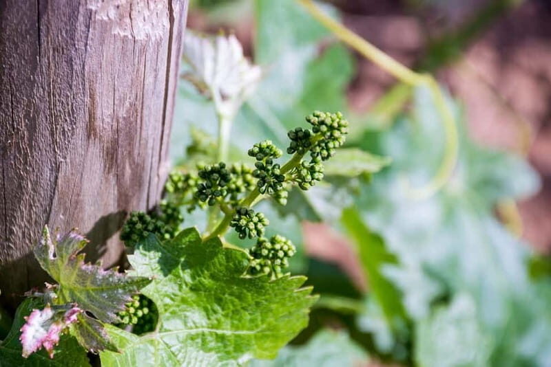 Ronda: Winery Tour with Wine Tasting and Tapas - The Views and Atmosphere