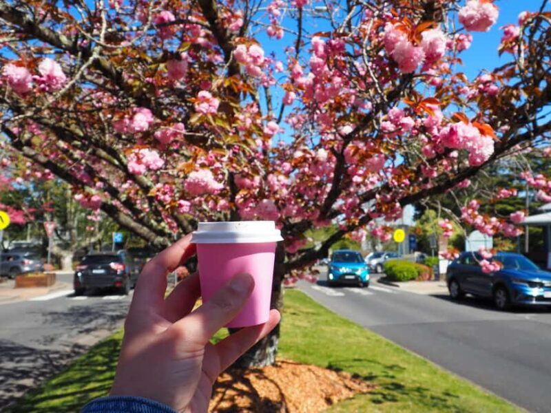 Roos, Blues & Views - Blue Mountains Day Tour w Lunch - Experience the Blue Mountains with Roos, Blues & Views – A Balanced Look at an Engaging Day Out