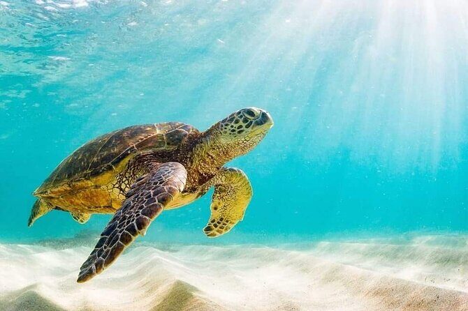 Rose Island 3 Island Luxury Private Tour(8hrs) - Final Thoughts: Is It Worth It?