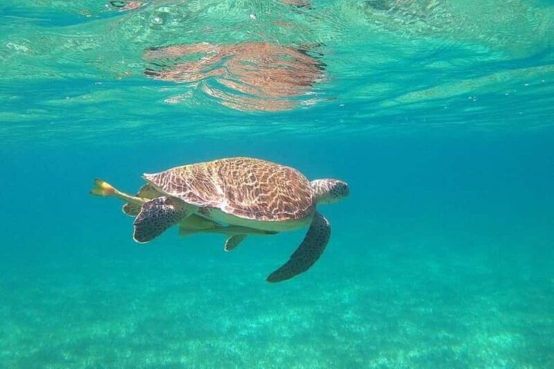 Rose Island Adventure: Turtle, Swim and Snorkel - Who Will Love This Tour?