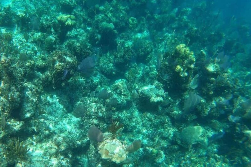 Rose Island Adventure: Turtle, Swim and Snorkel - FAQs about the Rose Island Adventure: Turtle, Swim and Snorkel Tour