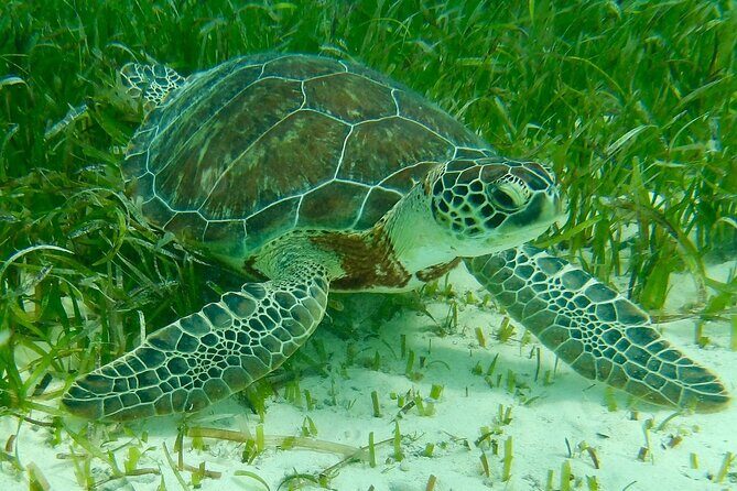 Rose Island Half-Day Snorkeling Cruise - Analyzing the Value