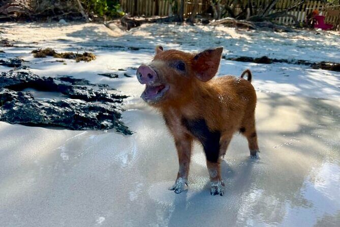 Rose Island Swimming Pigs & Beach Snorkeling Experience Nassau. - FAQ