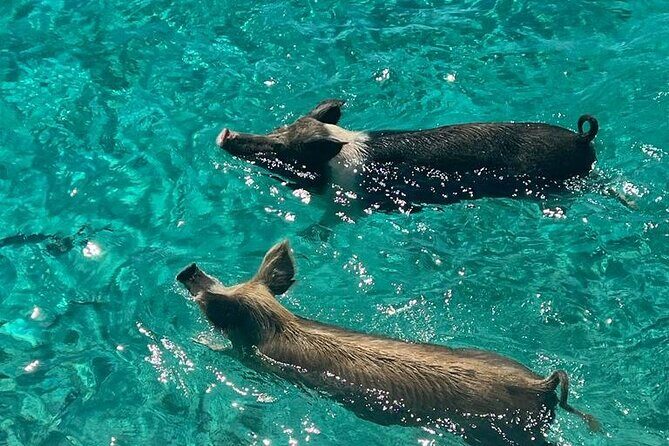 Rose Island Swimming Pigs - Passing Gilligan’s Island and Green Cay for Wildlife Encounters