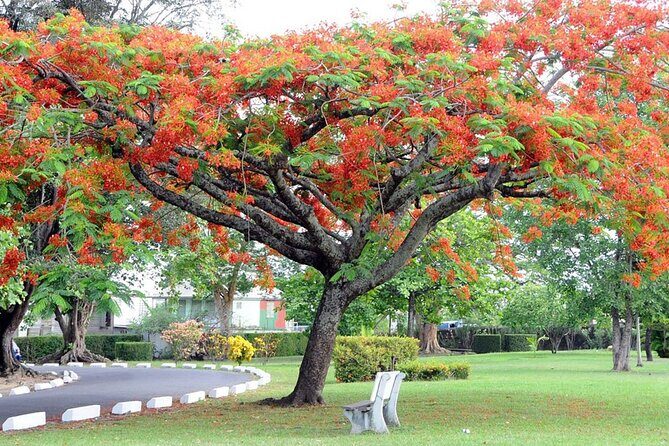 Roseau Dominica Safari Scenic: Rainforest, Falls & Karaoke - Authentic Experiences and Reviews: What Travelers Say