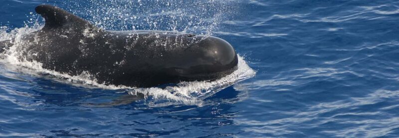 Roseau: Waitukubuli Volcano Snorkeling Boat Trip - What Makes This Tour Stand Out?