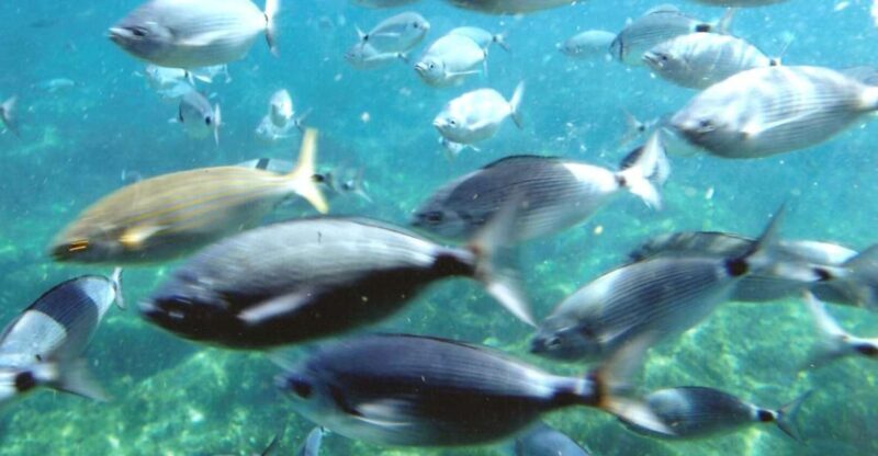 Roses: Cruise to Cala Murtra with Underwater Views - Practical Details and Tips