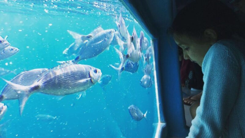 Roses: Cruise to Cala Murtra with Underwater Views - Who Should Consider This Tour?