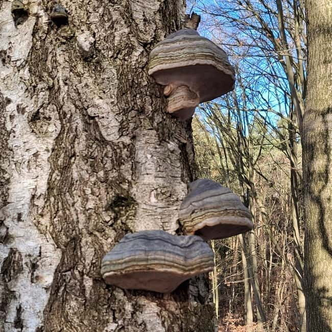 Rotenburg an der Fulda: Forest bathing with a certified guide - Breaking Down the Itinerary