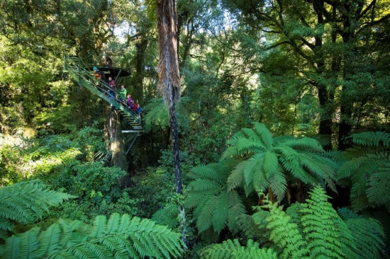 Rotorua: 6 Ziplines, 400m Tandem, Cliff Walk & Swing Bridges - Who Will Love This Tour?