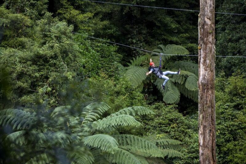 Rotorua: 6 Ziplines, Swing-Bridges & Wildlife Encounters - Safety and Comfort