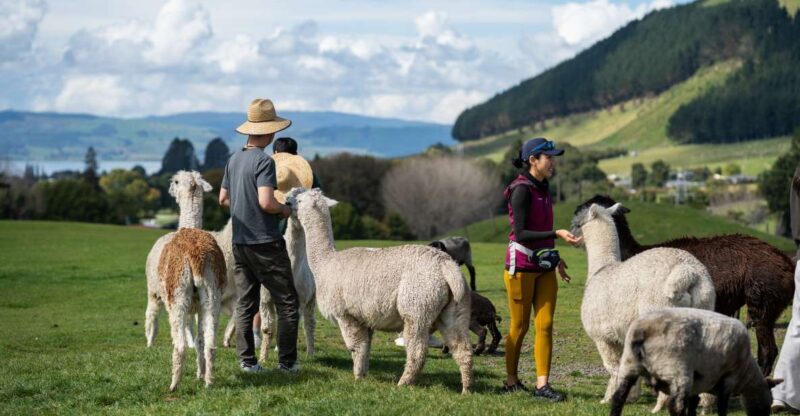 Rotorua: Authentic Kiwi Farm Experience at the Agrodome - Who Is This Tour Best For?