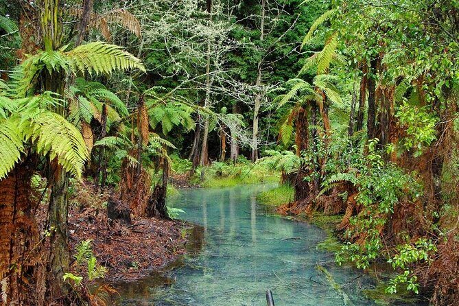 Rotorua Day Trip Maori Culture, SecretSpot, Redwood Forest - Authenticity and Experiences Highlighted by Travelers