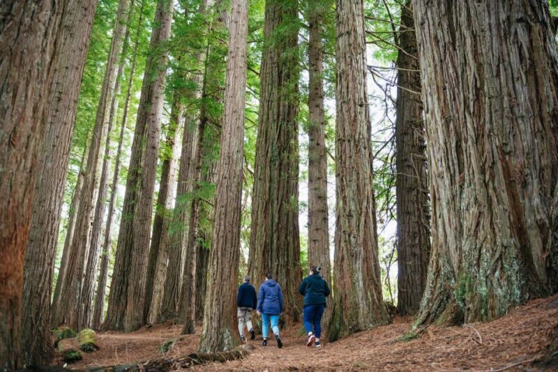 Rotorua: Explore The Lakes Half-Day Morning Tour - Practical Details and Value