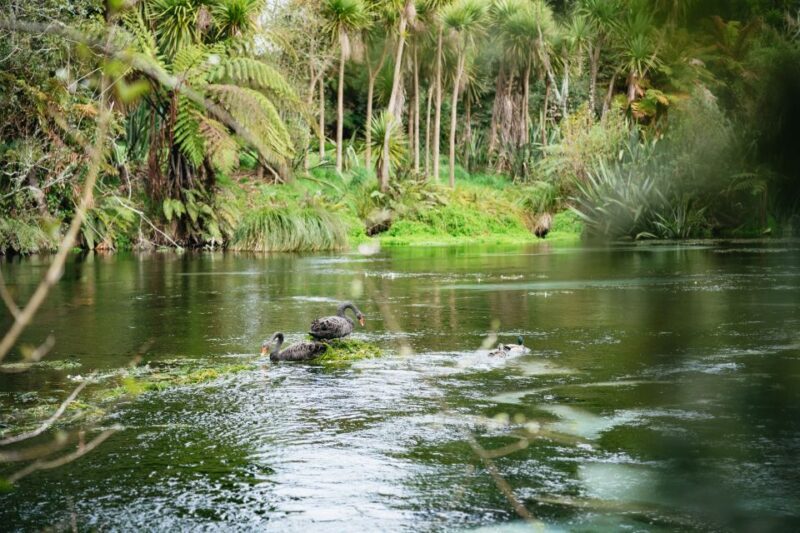 Rotorua: Explore The Lakes Half-Day Morning Tour - Who Should Book This Tour?