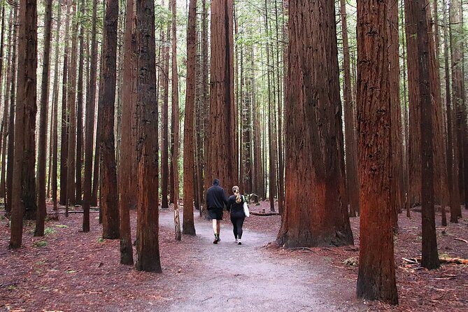 Rotorua Full Day Adventure in Glowworm Cave and Redwoods - The Sum Up: Is It Worth It?