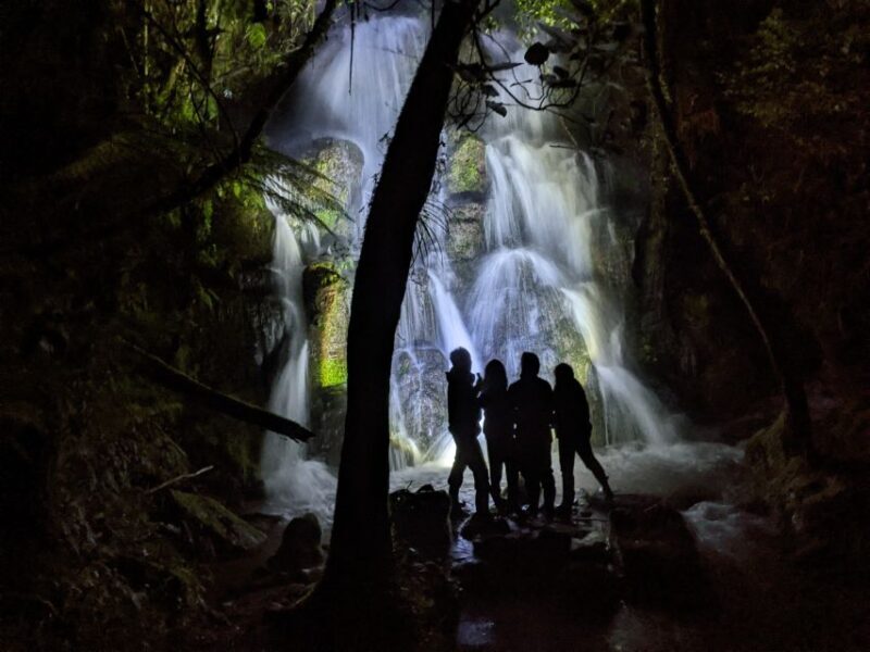 Rotorua: Nocturnal Glow-Worm Adventure Tour with a Guide - A Deep Dive into the Glow Worm Night Walk