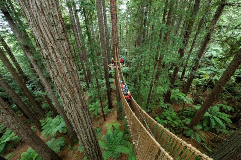 Rotorua: Redwoods Altitude High Ropes Adventure - Key Points