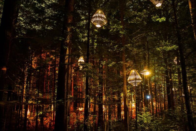 Rotorua: Redwoods Altitude, Nighttime Fast Pass, & Treewalk - Key Points