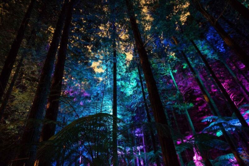 Rotorua: Redwoods Altitude, Nighttime Fast Pass, & Treewalk - What Makes This Tour Unique?