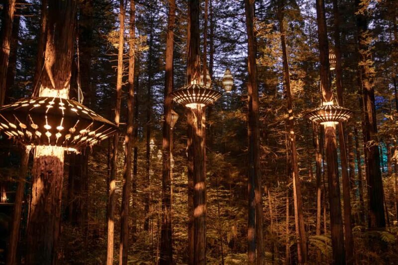Rotorua: Redwoods Altitude, Nighttime Fast Pass, & Treewalk - The Daytime Treewalk: Peaceful and Informative