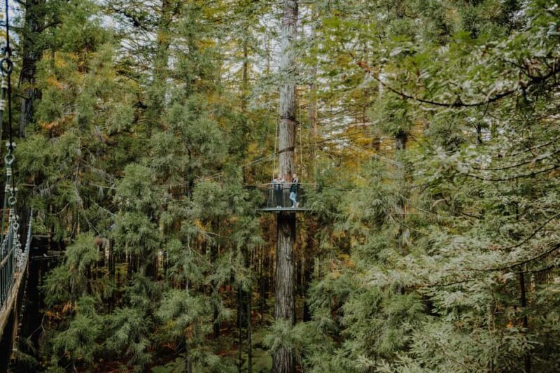 Rotorua: Redwoods Altitude, Nighttime Fast Pass, & Treewalk - The Itinerary in Detail