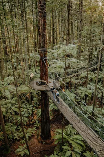 Rotorua: Redwoods Altitude, Nighttime Fast Pass, & Treewalk - The Sum Up