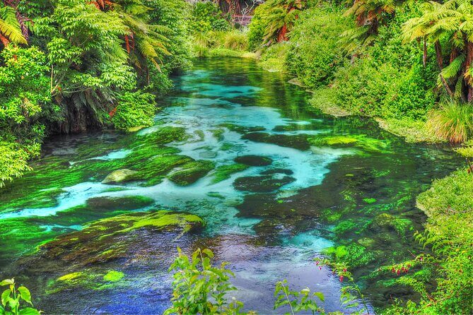 Rotorua Te Puia and Blue Springs Day Tour - Who Is This Tour Best Suited For?