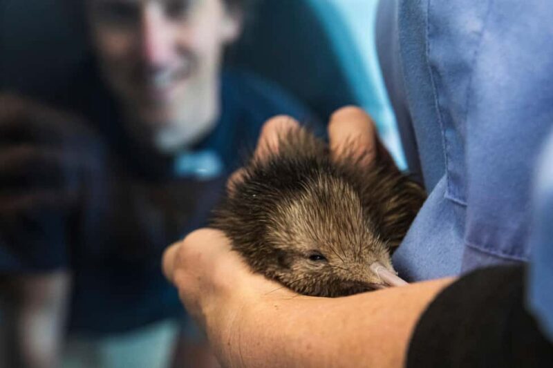 Rotorua: The National Kiwi Hatchery Kiwi Encounter Tour - The Conservation Focus Makes a Difference