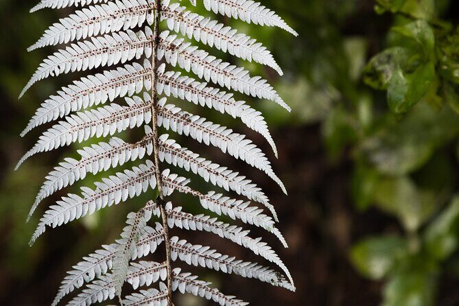 Rotorua to Auckland Afternoon Transfer with Waitomo Glow Worms - FAQ