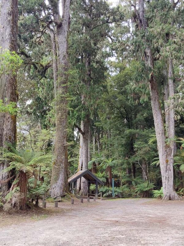 Rotorua (:) Whirinaki Forest Day & Night Walking With Us - Key Points