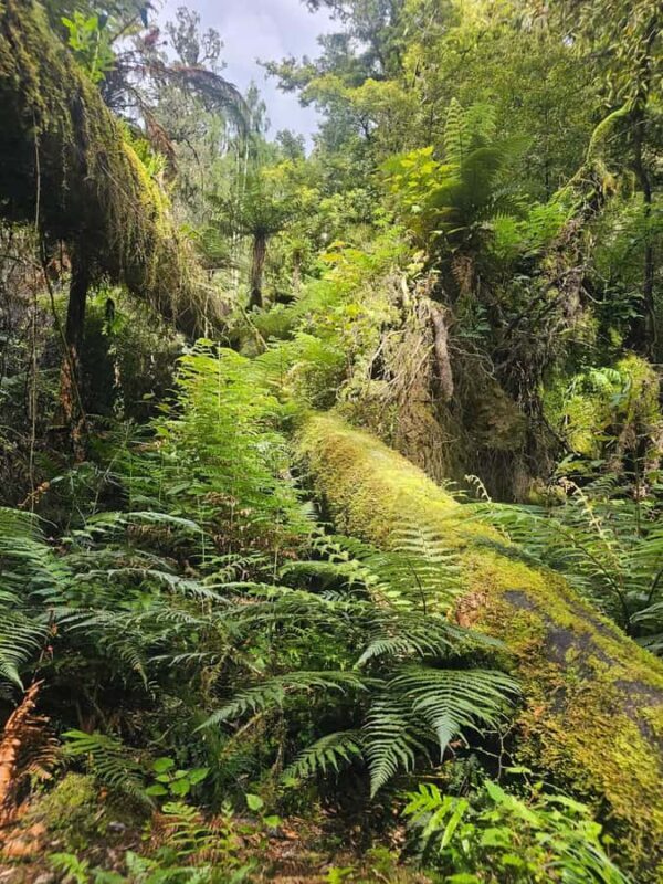Rotorua (:) Whirinaki Forest Day & Night Walking With Us - Authenticity and Value