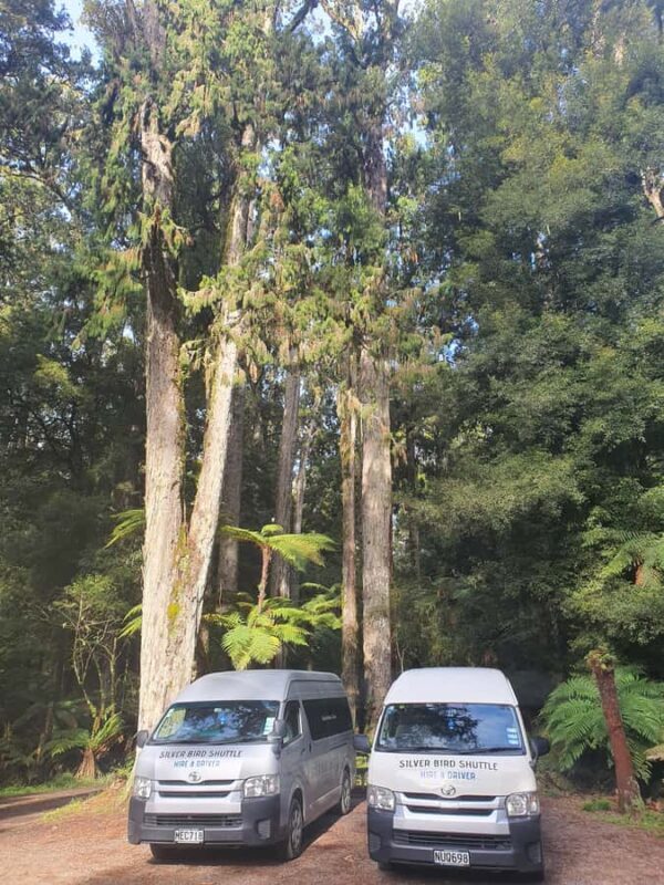 Rotorua (:) Whirinaki Forest Day & Night Walking With Us - FAQ