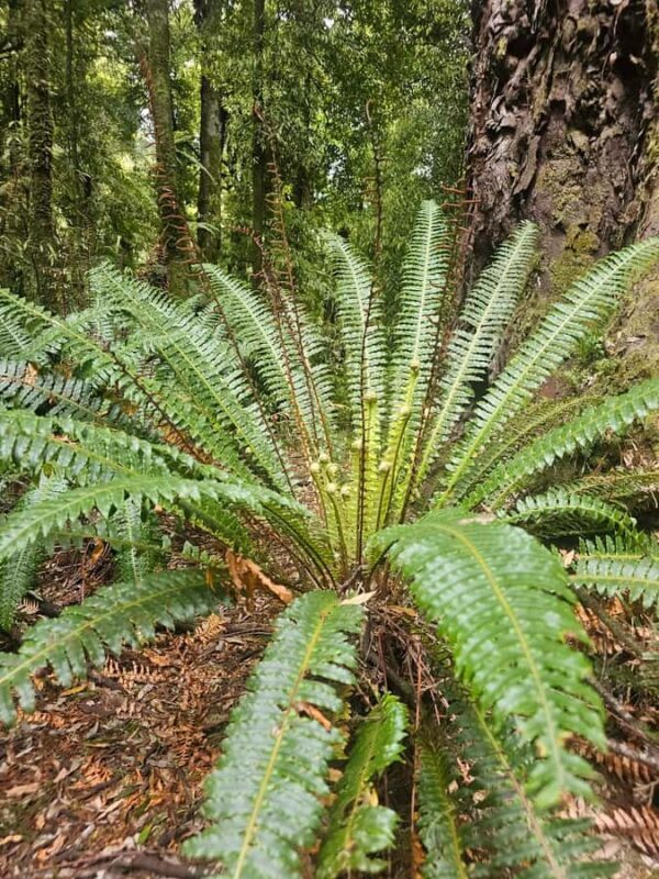 Rotorua (:) Whirinaki Forest Day & Night Walking With Us - Final Verdict