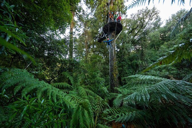 Rotorua's Biggest Zipline Adventure - Ultimate Canopy Tour - An Overview of the Ultimate Canopy Tour