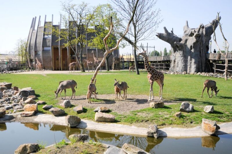 Rotterdam: Rotterdam Zoo Blijdorp Entry Ticket - The Itinerary: A Day at the Zoo