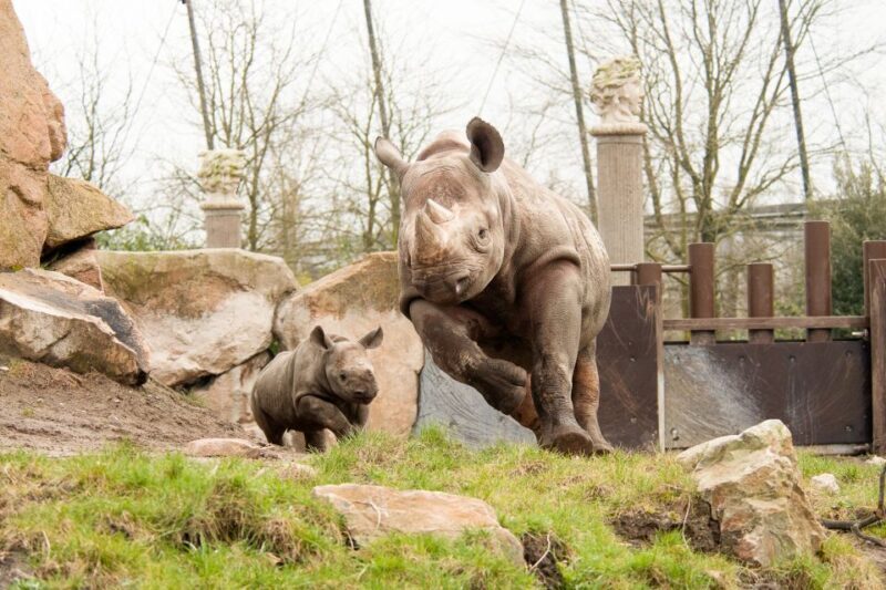 Rotterdam: Rotterdam Zoo Blijdorp Entry Ticket - Practical Tips for Visitors