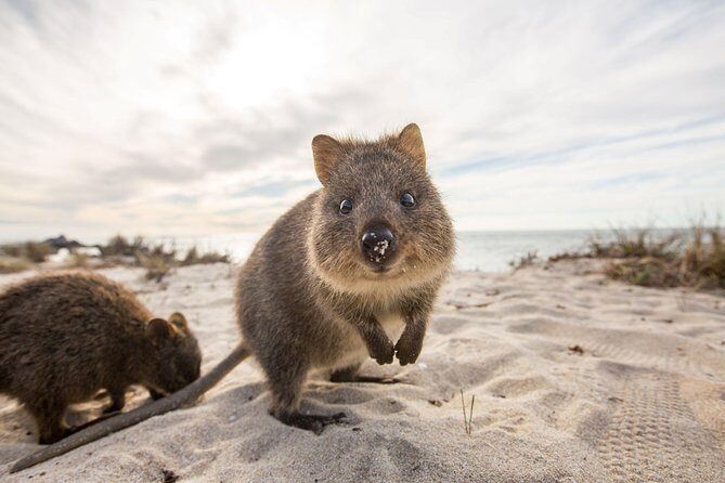 Rottnest Bayseeker Bus Tour from Hillarys Boat Harbour - Introduction