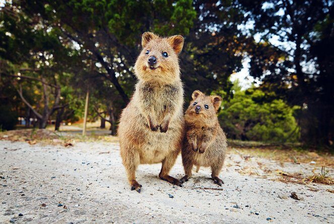 Rottnest Island Deep Dive Day Trips - FAQ