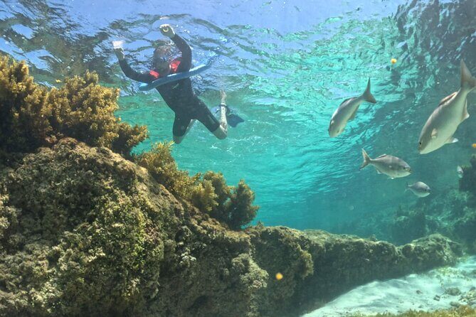 Rottnest Island Guided Snorkel Boat Experience - Who Will Love This Tour?