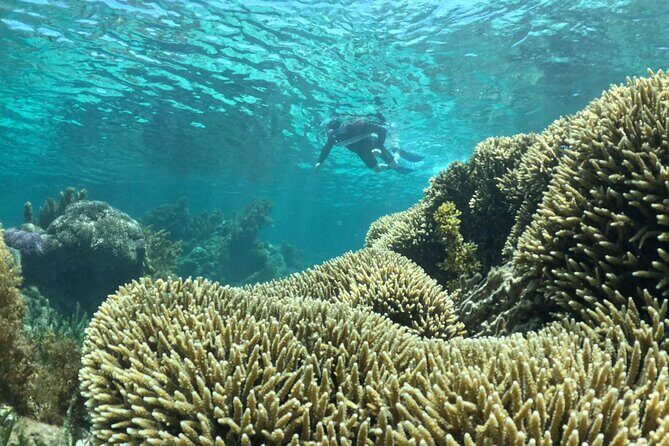 Rottnest Island Guided Snorkel Boat Experience - The Sum Up: Is It Worth It?